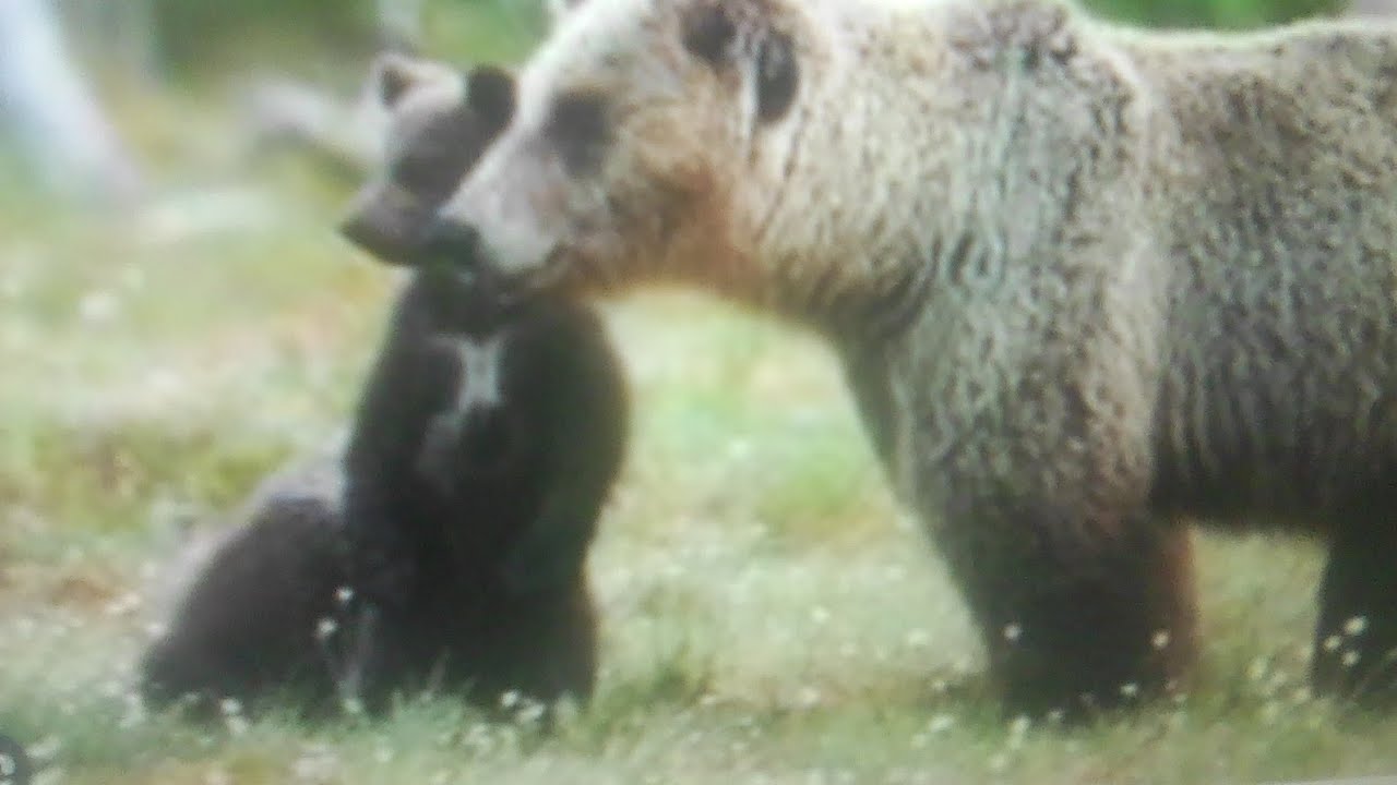 Howtobasic how to kiil wisd animal - YouTube