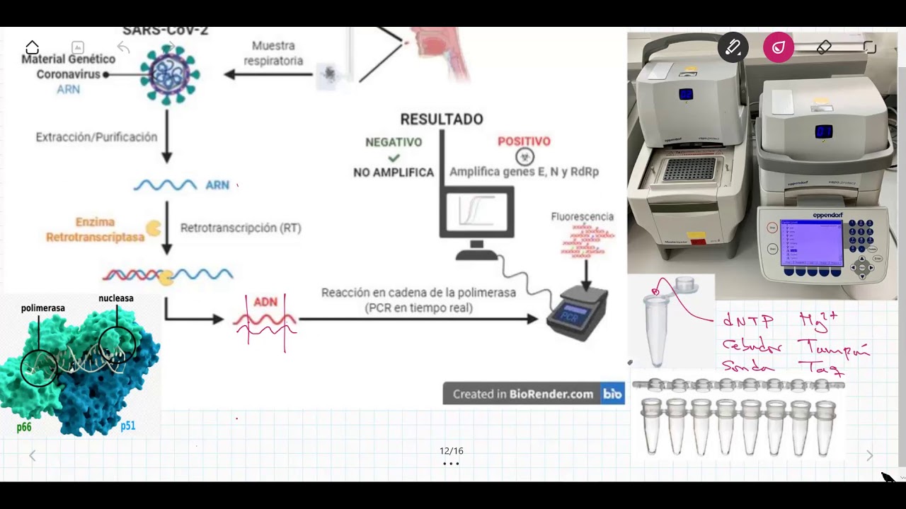 PCR - REACCIÓN EN CADENA DE LA POLIMERASA. TÉCNICA DE DIAGNÓSTICO PARA ...