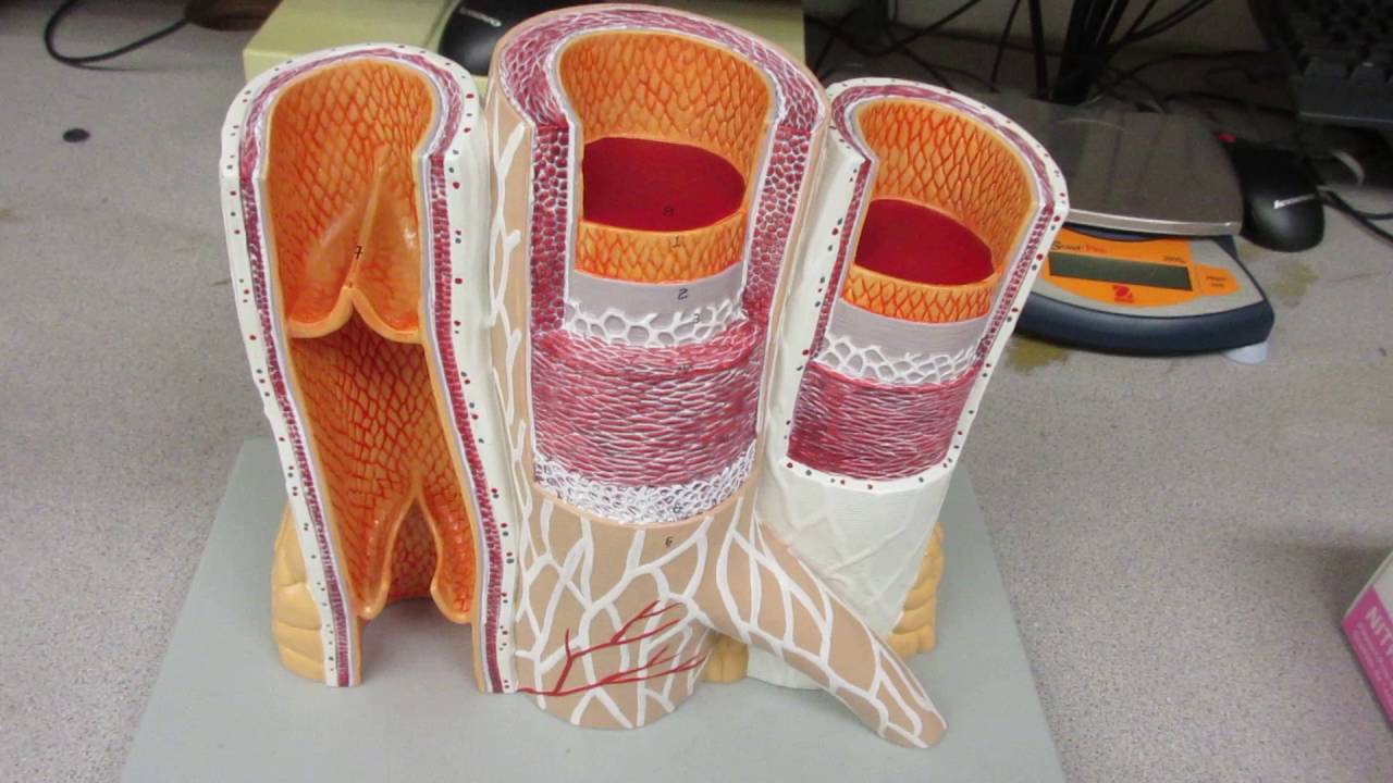 Artery and Vein model - YouTube