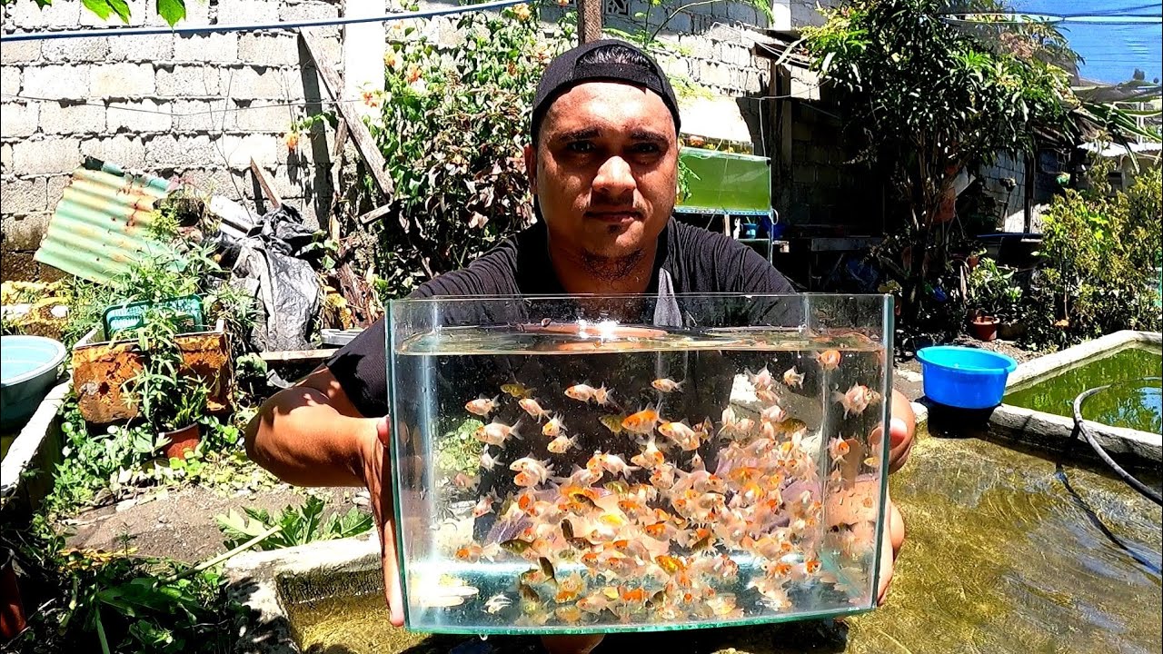 Growing third batch of GOLDFISH | Redcap Pingpong pearl scale Oranda ...