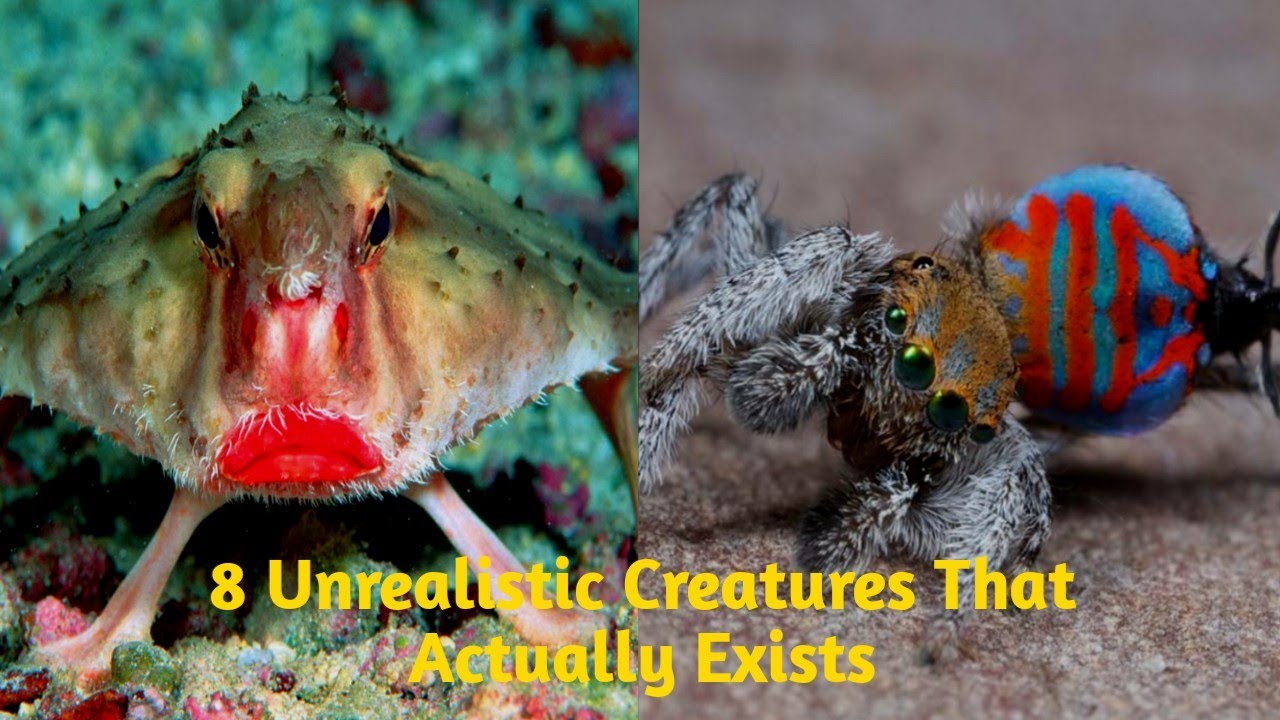 8 Unrealistic Creatures That Actually Exists #creatures #animals - YouTube