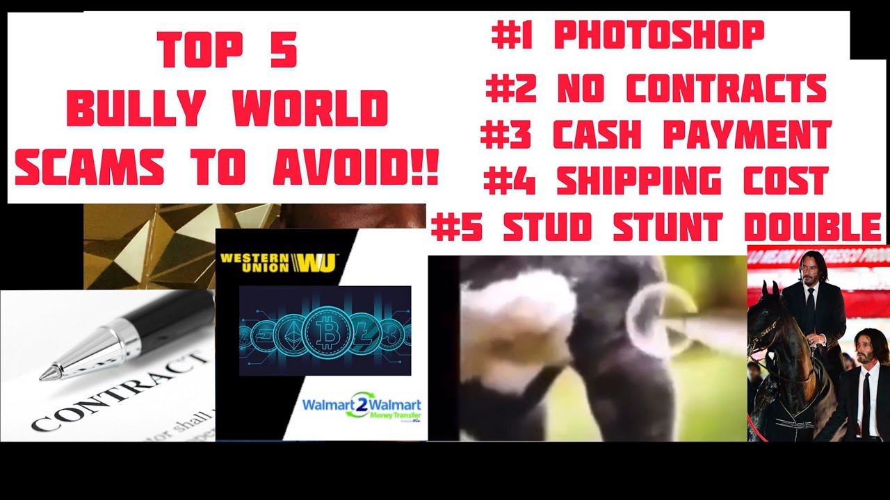 Top 5 Bully World SCAMS TO AVOID!! (Exotic Bully & American Bully ...