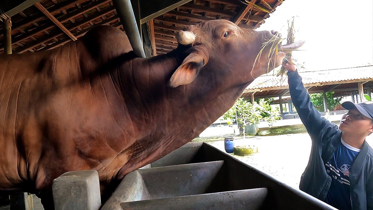 Koleksi Sapi-Sapi Super Jumbo Di Kandang Setia Farm - YouTube