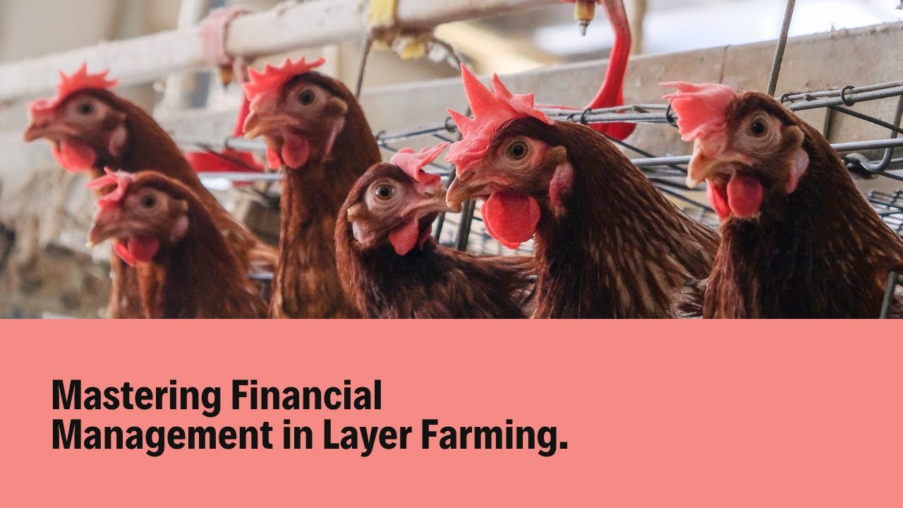 Mastering Financial Management in Layer Farming (Proven Strategies for ...