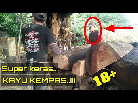 SAWMILL..KERASNYA KAYU KEMPAS..BIKIN NGILUU