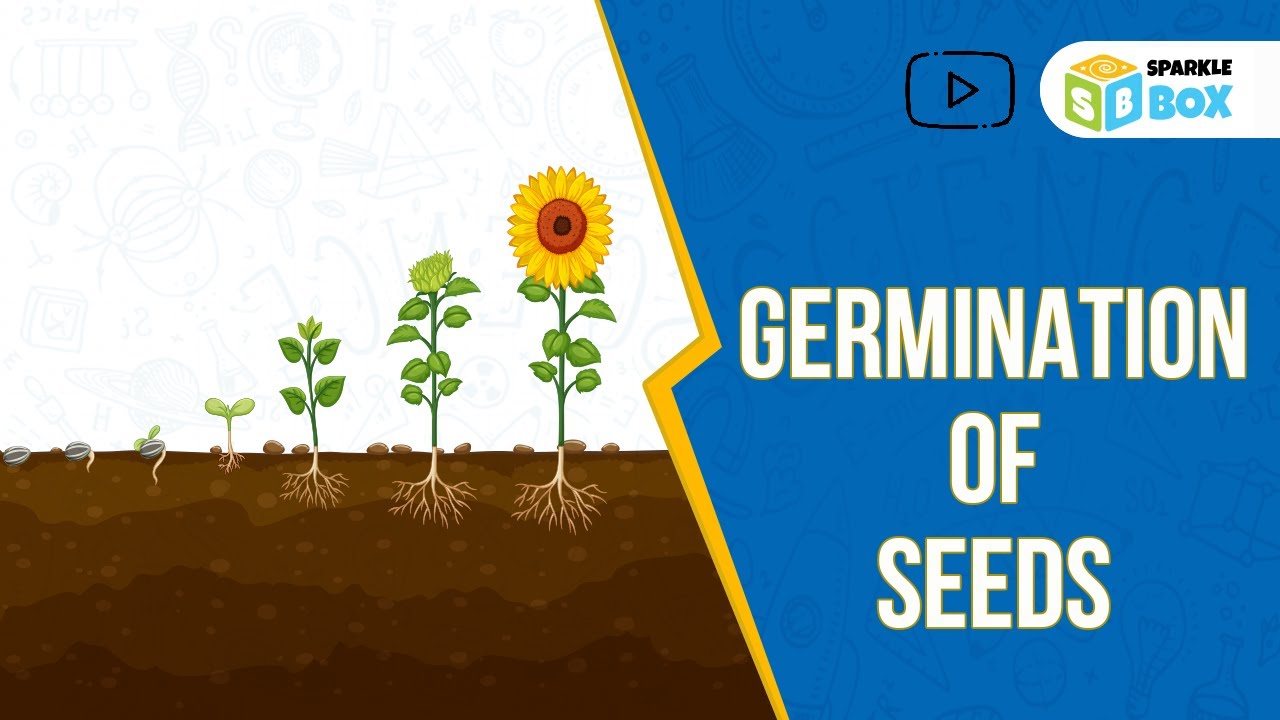 Seed Germination Project | Germination of Seeds | Science Projects for ...