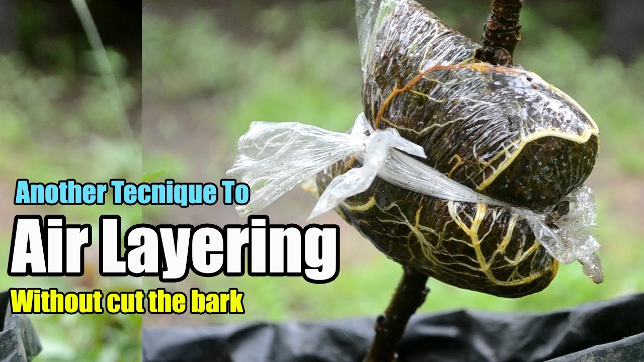 Fig Tree Air Layering Very Easy | Tropical Fruit Trees - YouTube