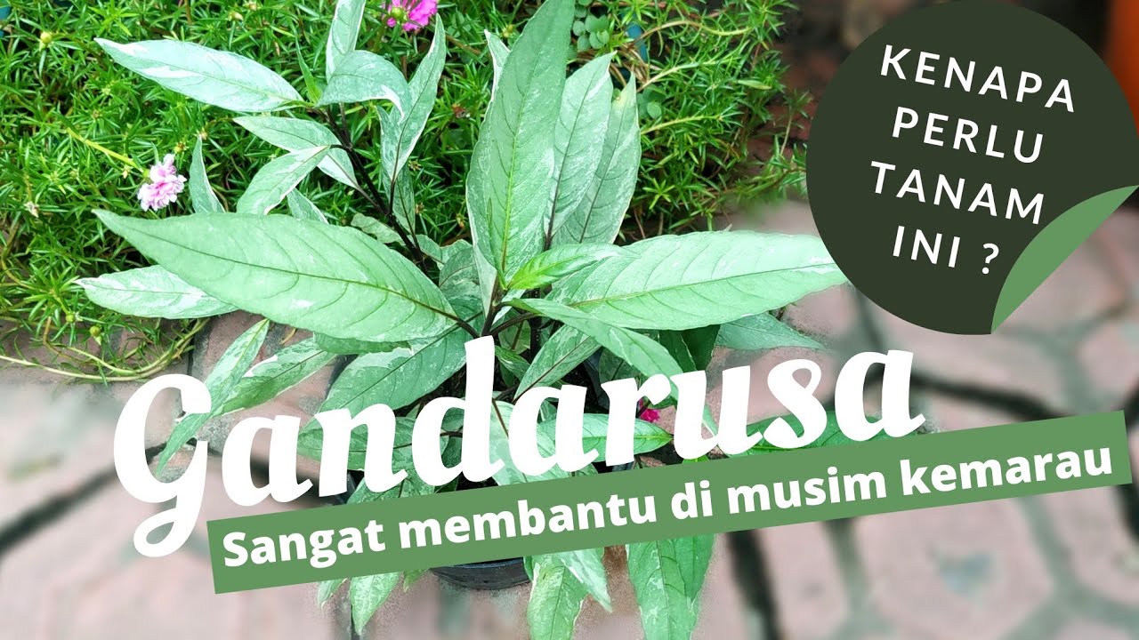 Gandarusa Sangat Membantu Di Musim Kemarau #koleksi_kebuncilik - YouTube