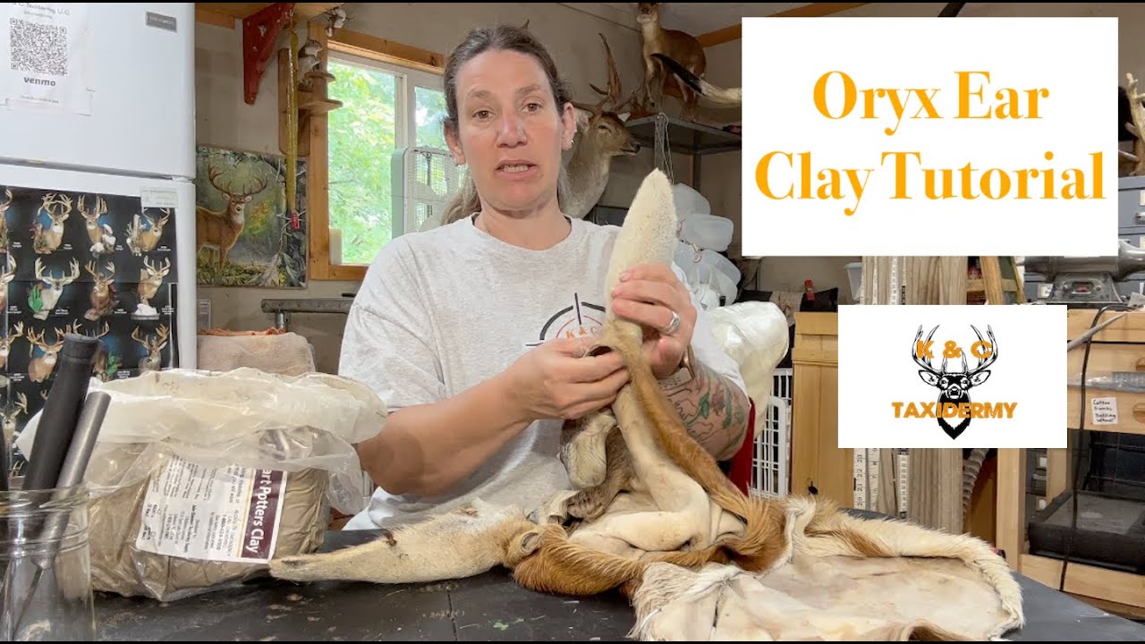 K&C Taxidermy- STEP SIXTEEN- Oryx Ear Clay Tutorial @KCTaxidermy - YouTube