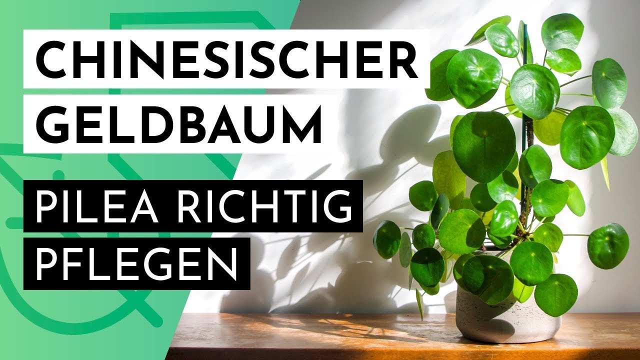 Chinesischer Geldbaum: "Pilea Peperomioides" richtig pflegen - YouTube