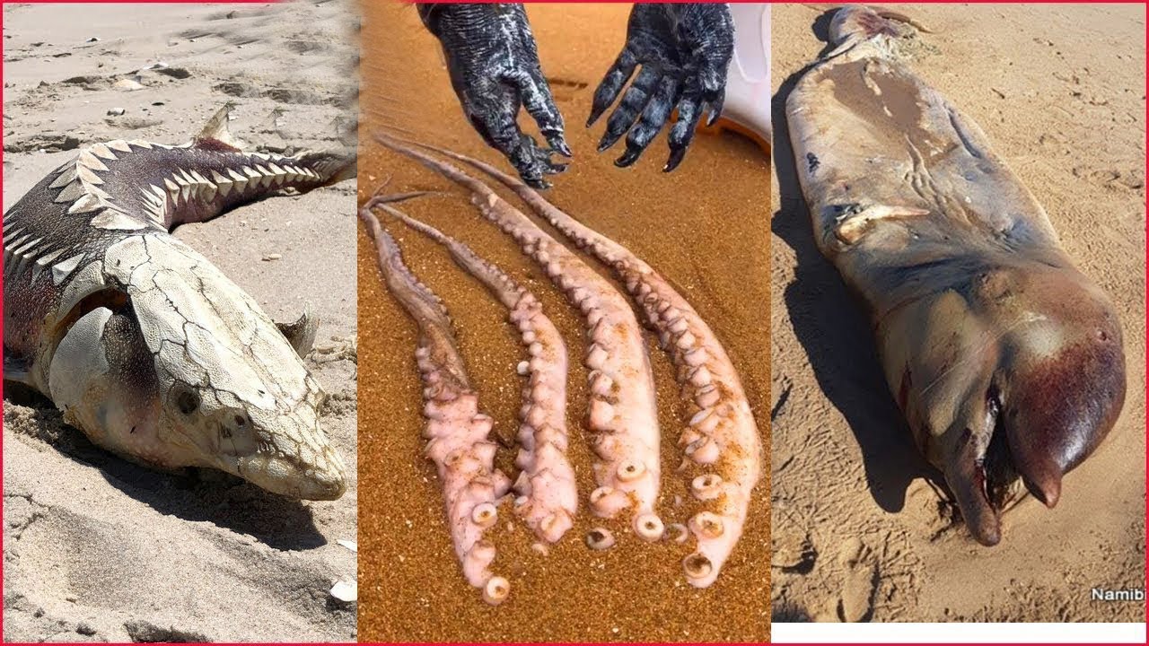 Chinese Fishermen Catching Seafood 🐋 🐙🐢(Octopus, Shark , Fishing , Crab ...