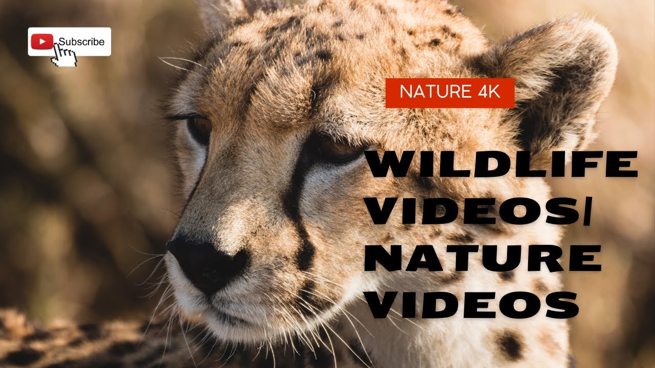 Wild nature video| Nature video - YouTube