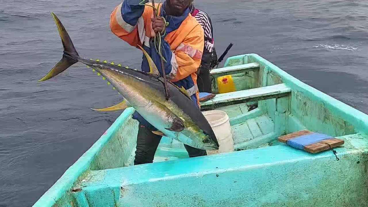yellowfin tuna fish sida loo jalaabto kaluunka jeeydarka - YouTube