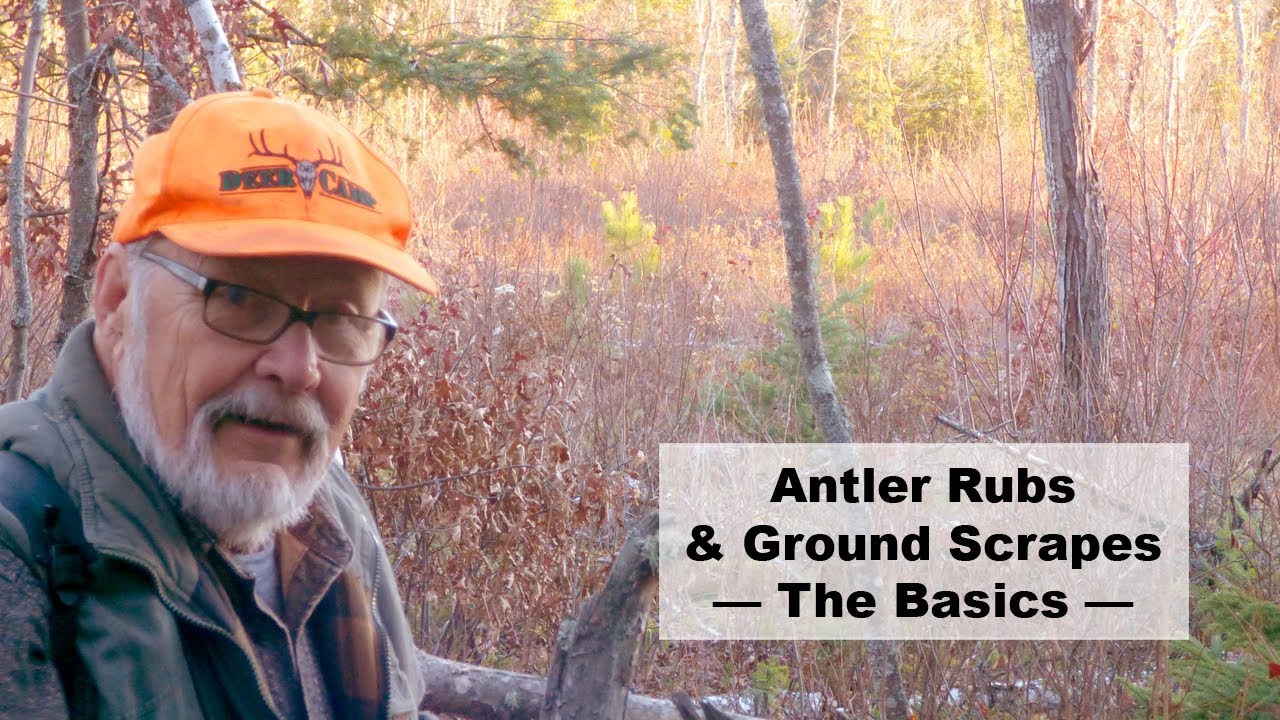 Ground Scrapes and Antler Rubs, The Basics - YouTube