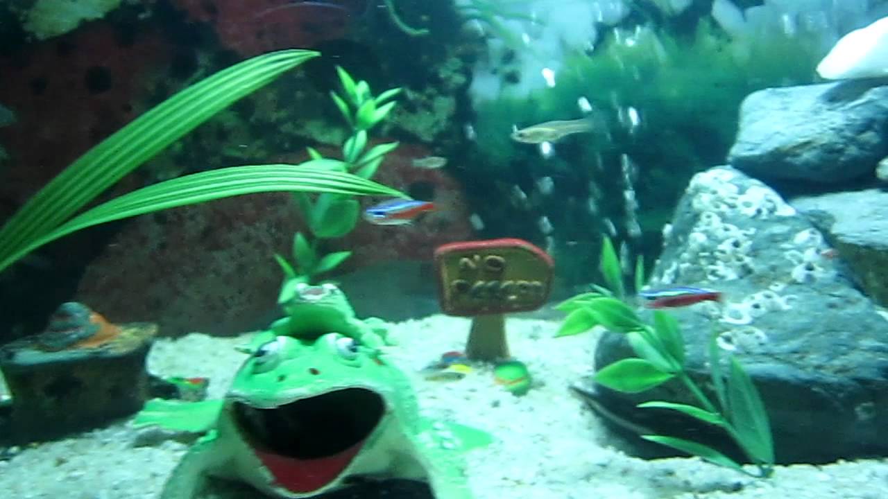 pez dragon - YouTube