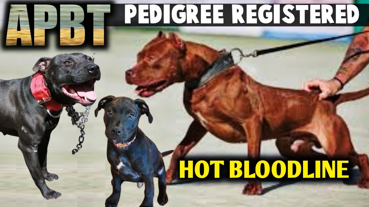 Hot bloodline APBT puppy with pedigree paper | apbt for sale - YouTube