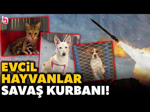 Savaş her yönü ile acıya yol açıyor: Dubai'de binlerce evcil hayvanı sokaklara salıp kaçtılar!