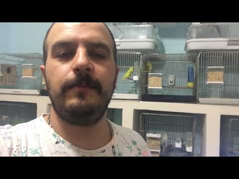 Sultan Papaganı neden yavru öldürür