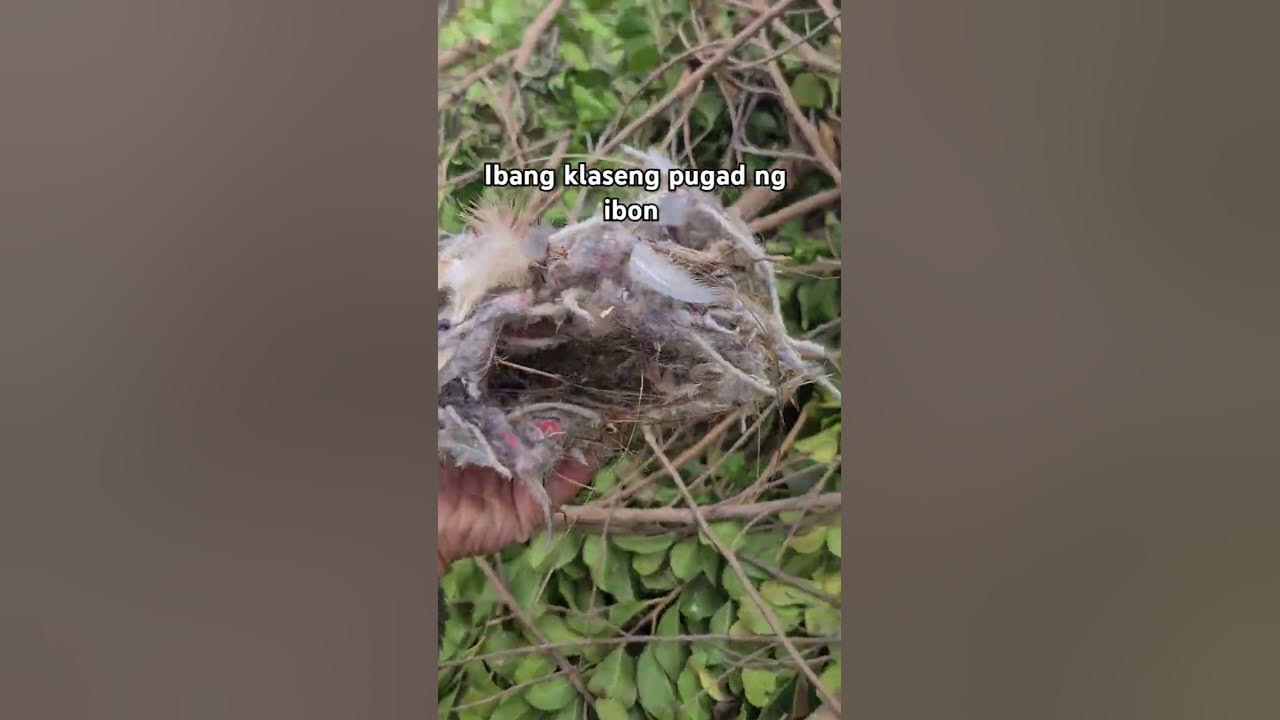 Pugad ng ibon na maraming strings #birdnest #nest - YouTube