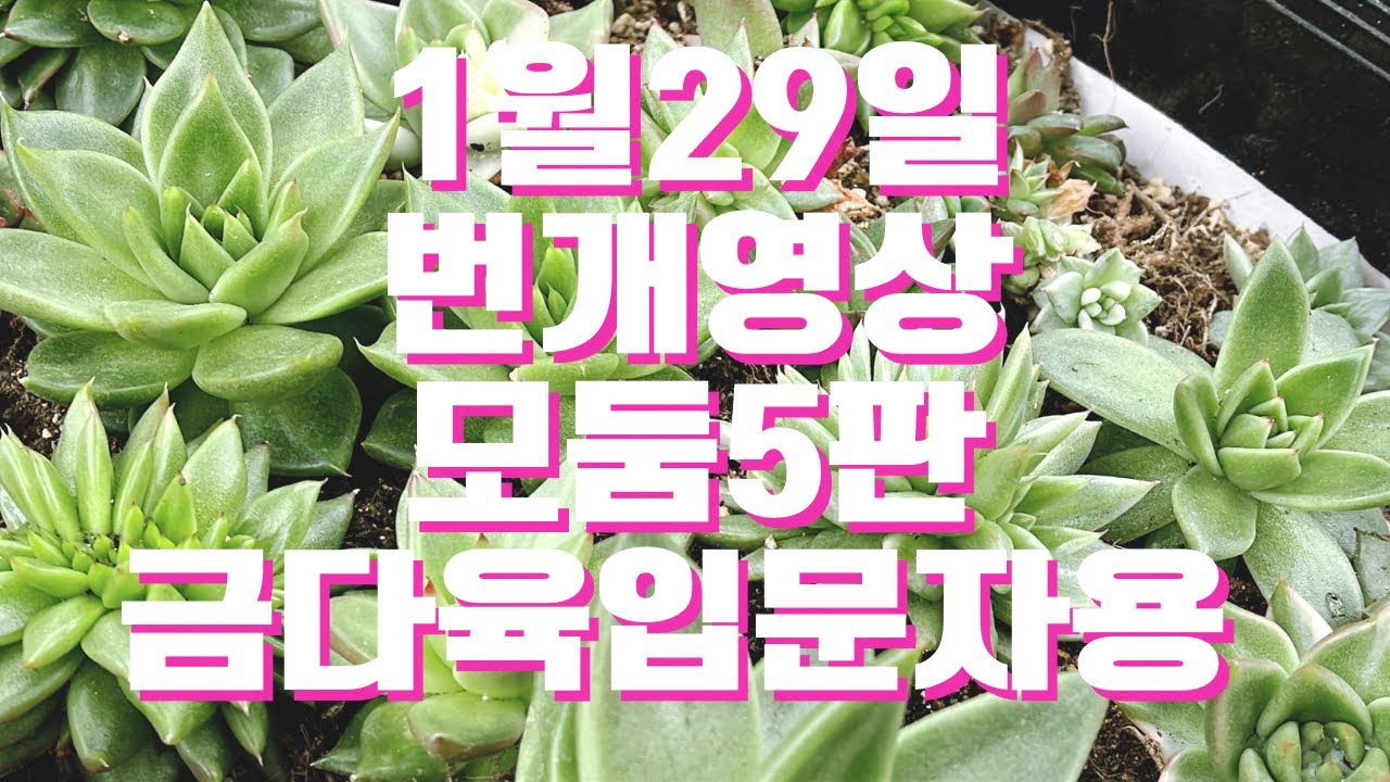 1월29일♥️완료 ️금다육입문용감사합니다 수담의다육유트브 기적을만들어냅니다 다육이농장 다육이도매 Youtube