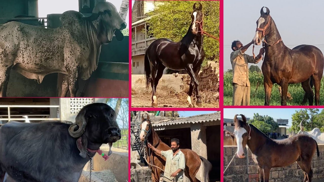 Best jafarabadi buffalo & gir cows & kathiyawadi & marwadi horse #cows ...