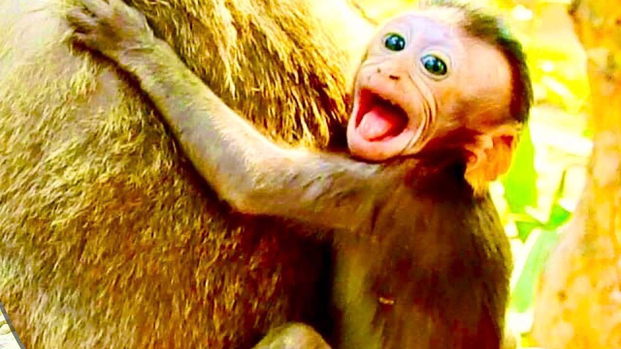 Mom Button reject food from her baby monkey. Baby very need fruit eat ...