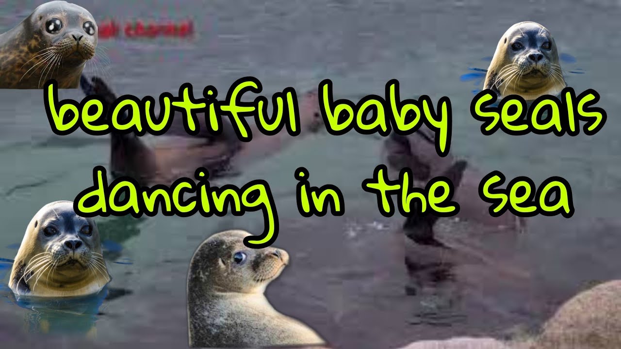 BEAUTIFUL BABY SEALS DANCING IN THE SEA AT NAROOMA NSW, AUSTRALIA - YouTube