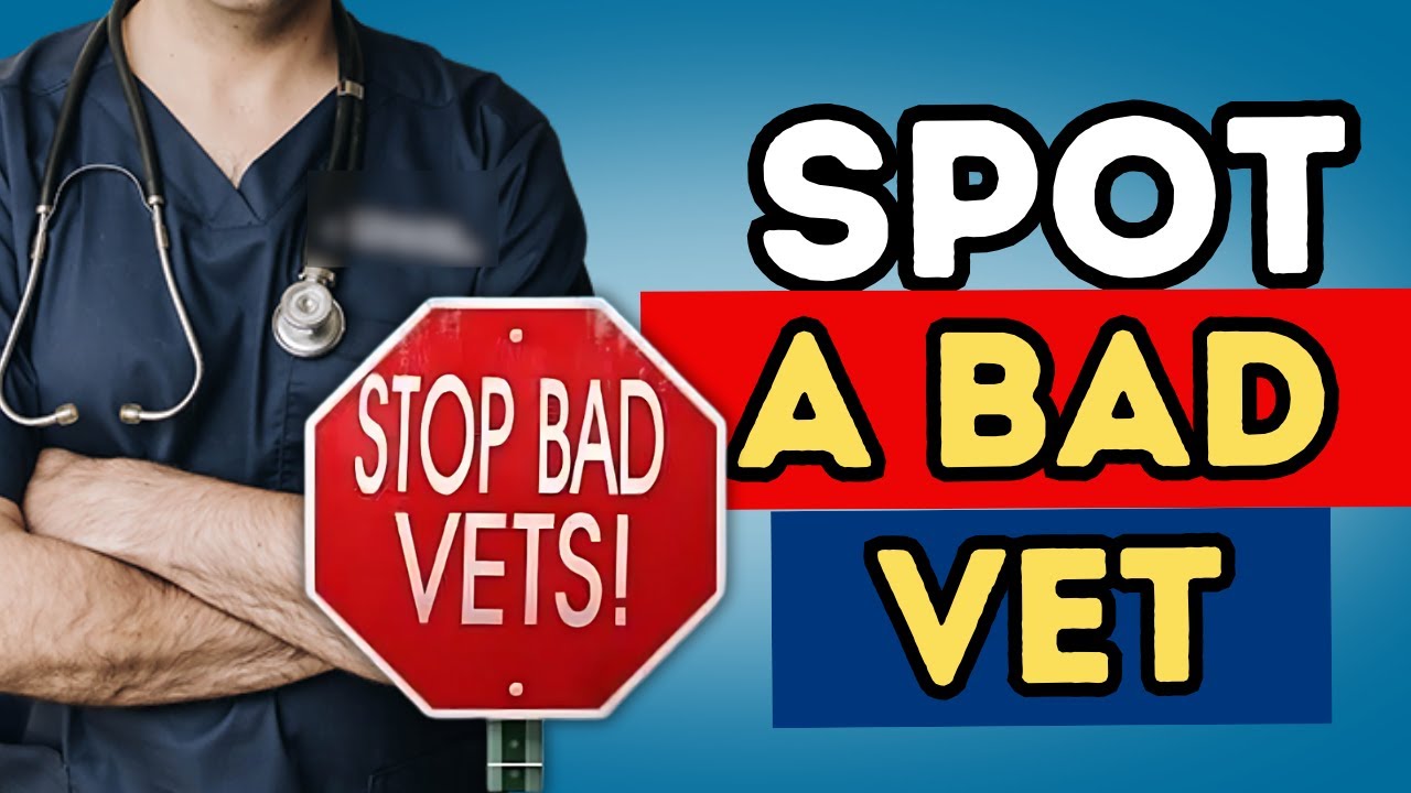 Bad Vet? How to Spot It—and What to Do - YouTube