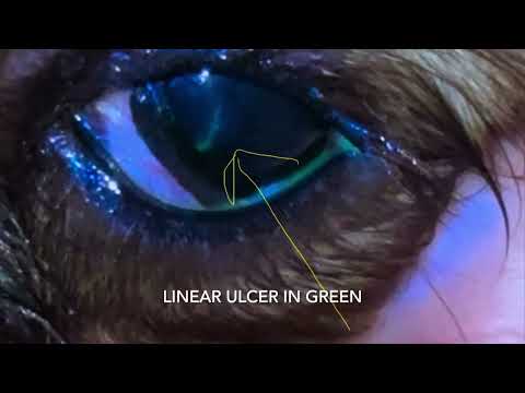 After diagnosing a corneal ulcer I show how to apply eye medication ...