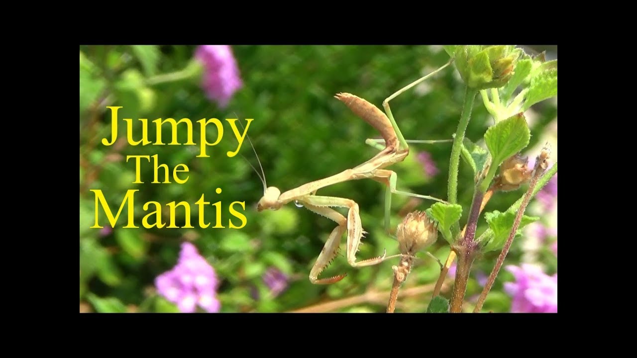 Praying Mantis Vlogs Part 5, A Very Jumpy Little Mantis - YouTube