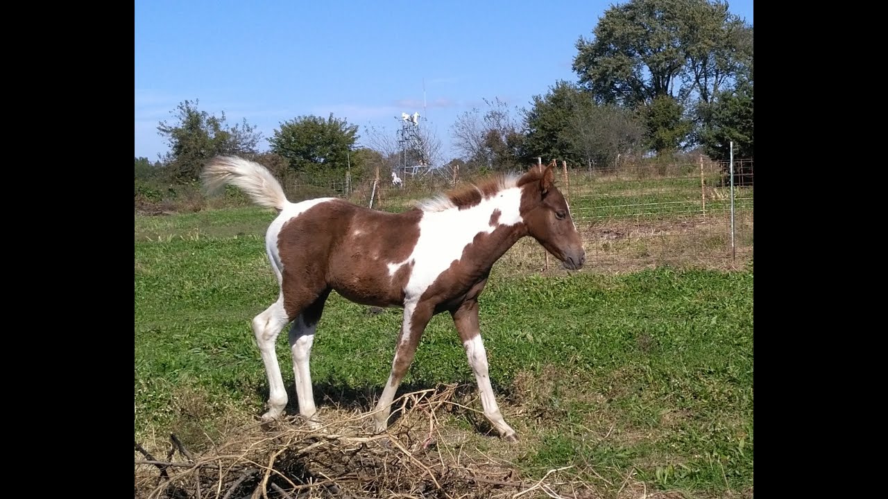 Beautiful Chestnut paint filly #Spirit, loving foal, laying down in ...