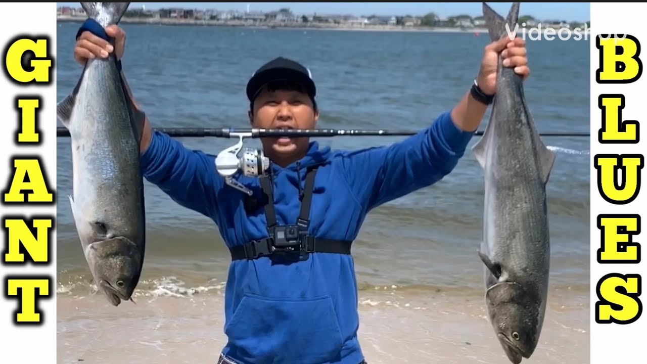 The Biggest Bluefish We Ever Caught . Long Island New York Fishing ...