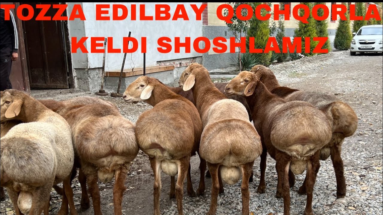 EDILBAY QOZNI ZORLAR VA 6/7OYLIK SOVLUQLAR SHOSHLING☎️916793759 - YouTube