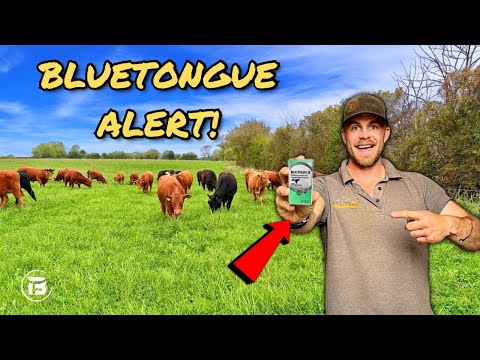 Warum wir unsere Rinder 2025 gegen Blauzungenkrankheit impfen