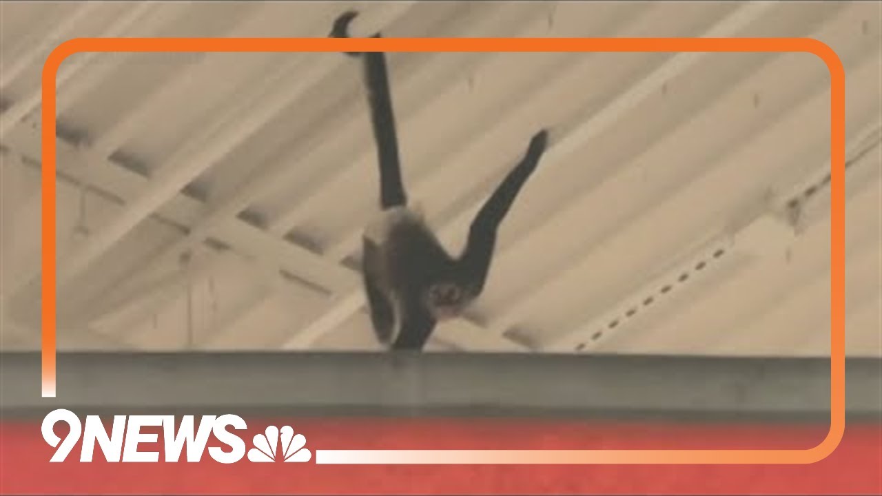 Monkey gets loose inside Texas Halloween store - YouTube