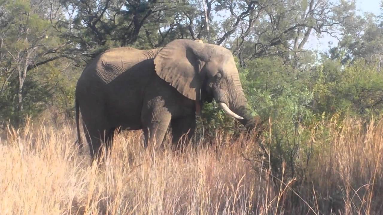 Elephant pushing over tree in Dinokeng Game Reserve - YouTube