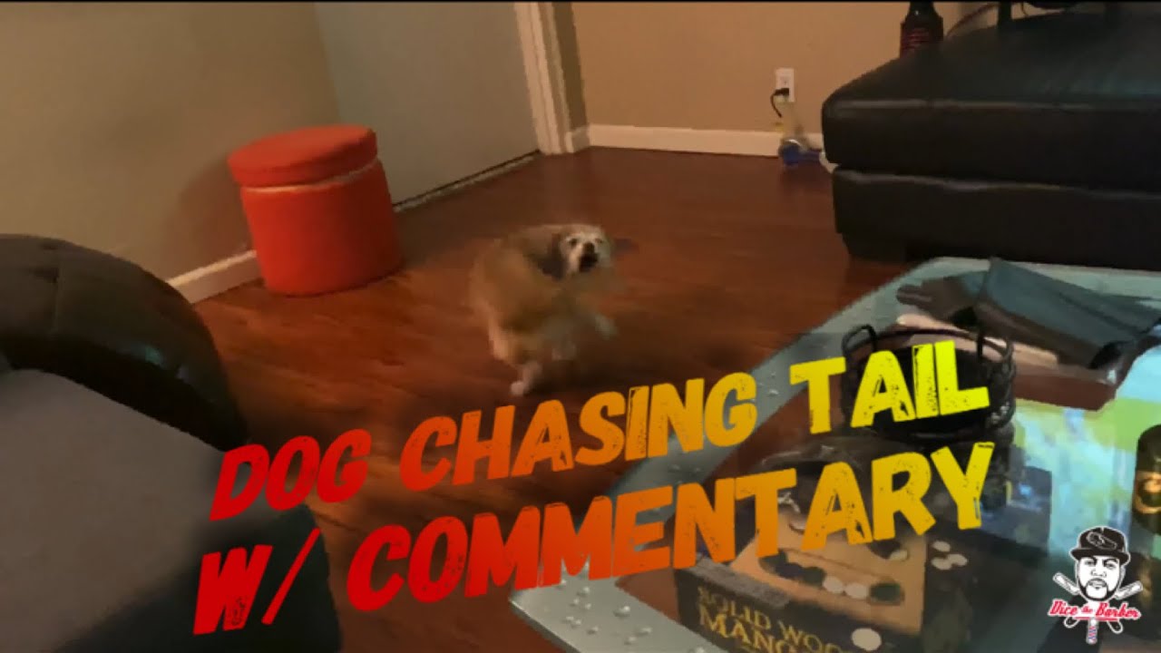 Dog Chasing Tail Memes