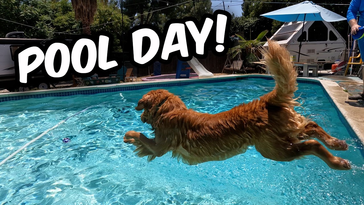 Retrievers Get the Best Pool Day Ever! 🐾 | Funny Dog Surprise - YouTube