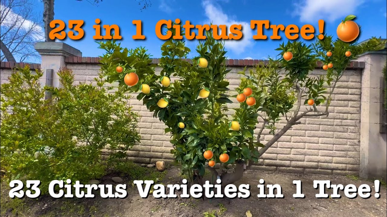 23 Citrus Varieties in 1 tree! - Multi-grafted Citrus Tree! - YouTube