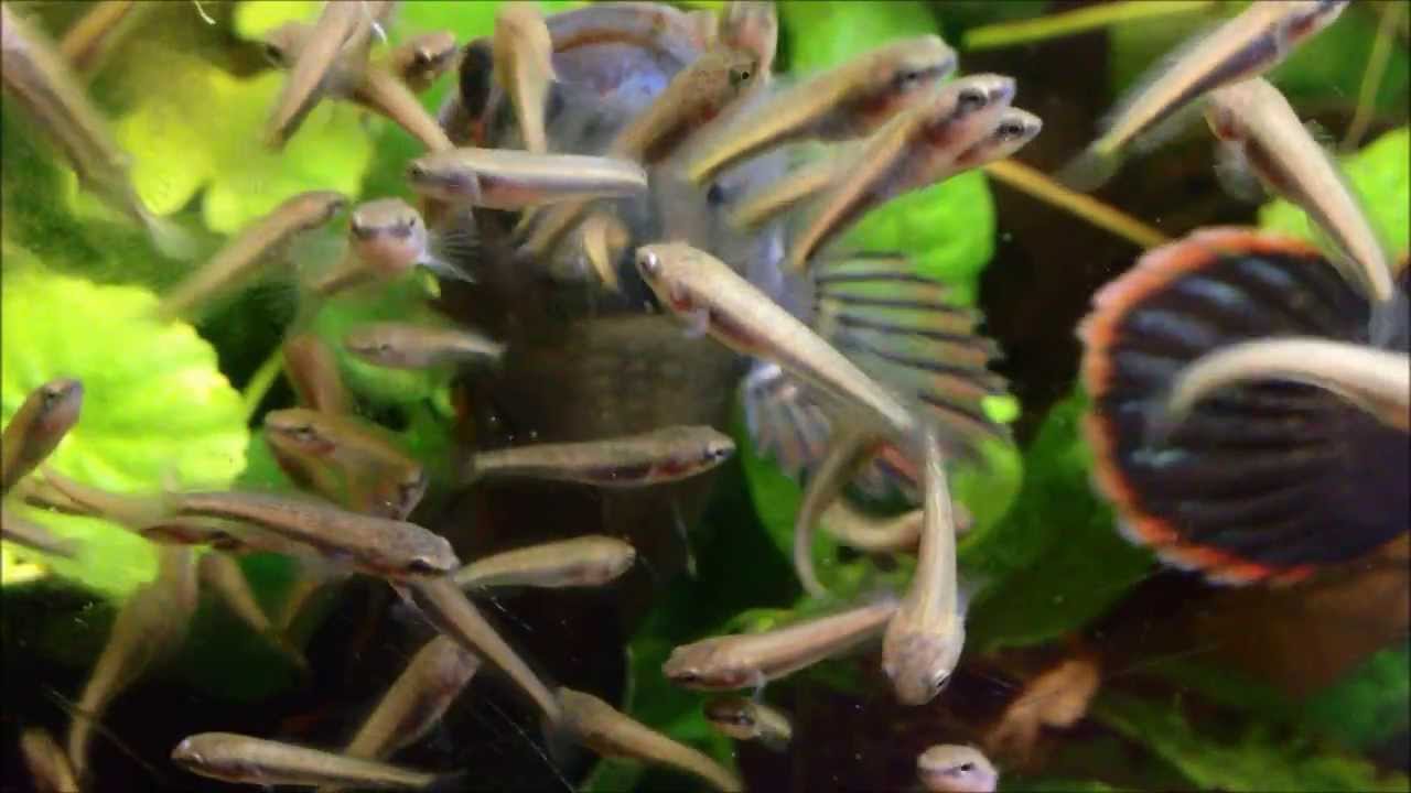 Channa Gachua With Fry 1080p - YouTube