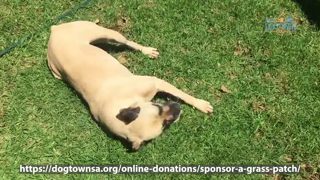 SPONSOR A GRASS PATCH - YouTube