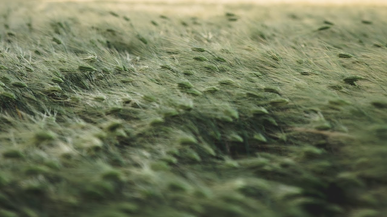 Wind Blowing Across The Forest Meadow - Relax Nature Ambient 4K - YouTube