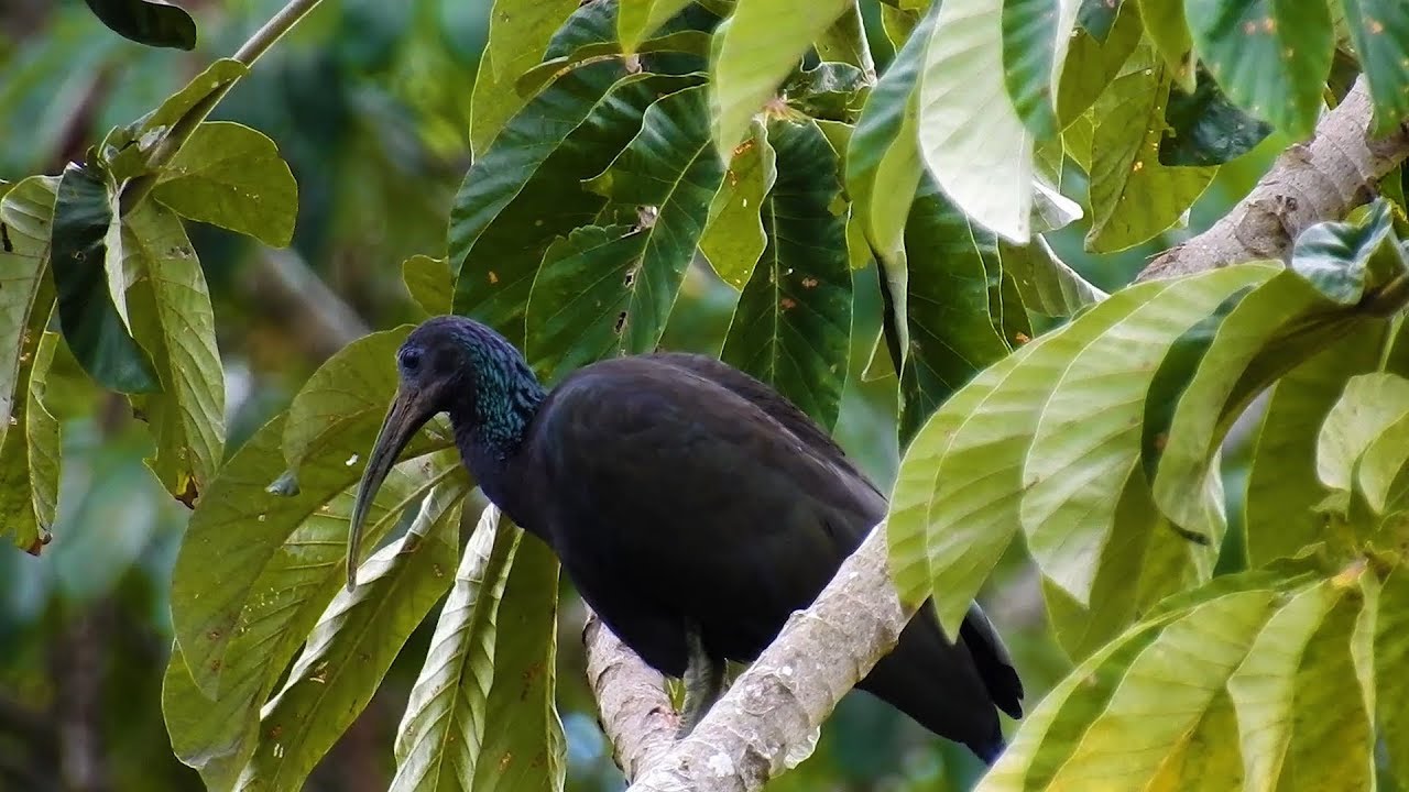 Green Ibis Free in the Wild (Mesembrinibis cayennensis) - Coró-Coró ...