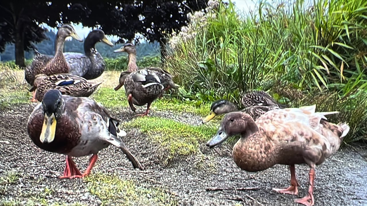 OMG! The Cutest Duck & Bird Symphony You’ve Ever Heard! - YouTube