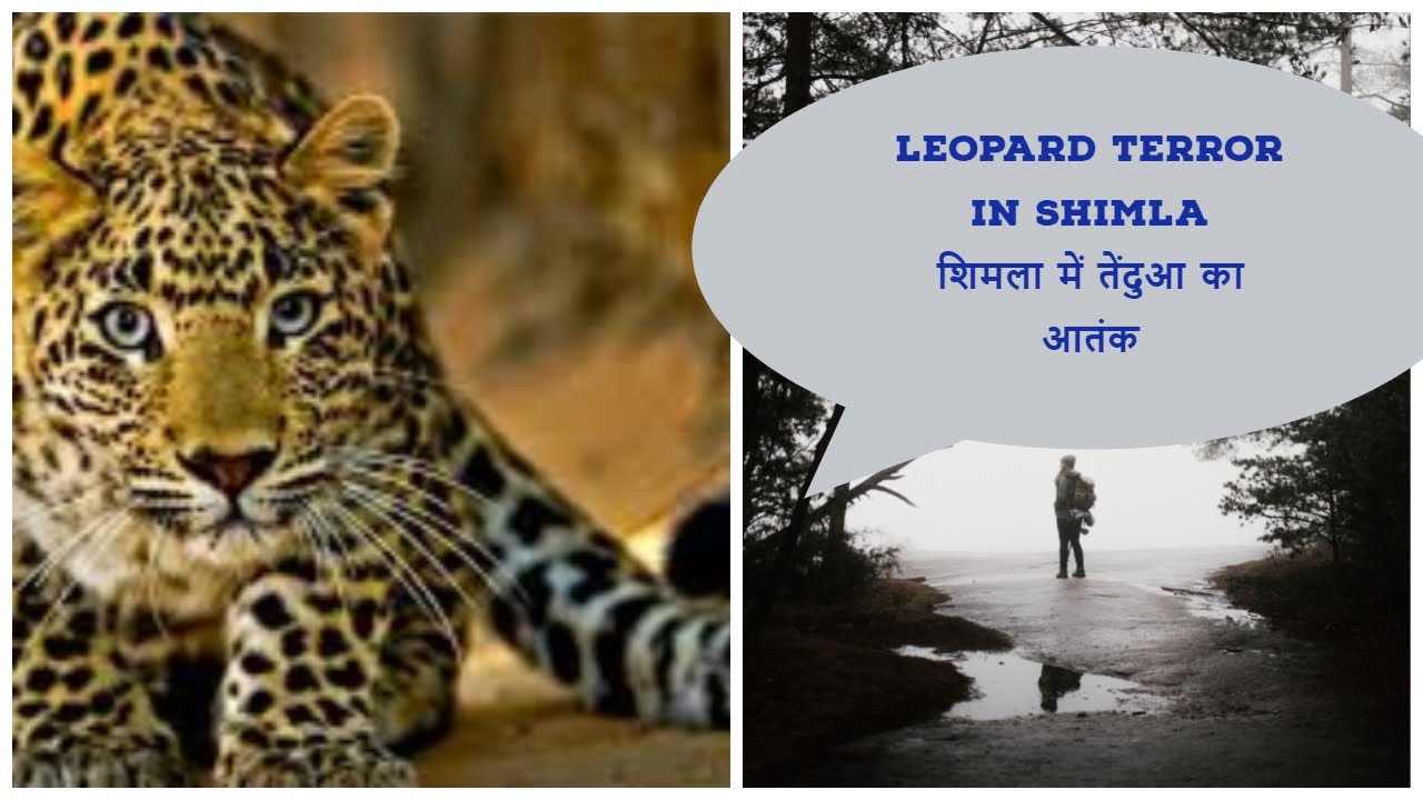 Leopard terror in Shimla - YouTube