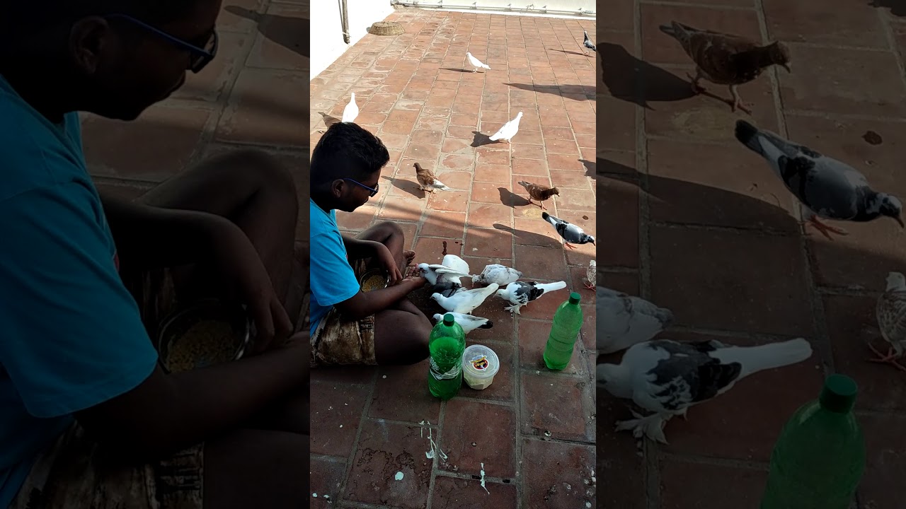 How to dove farming - YouTube