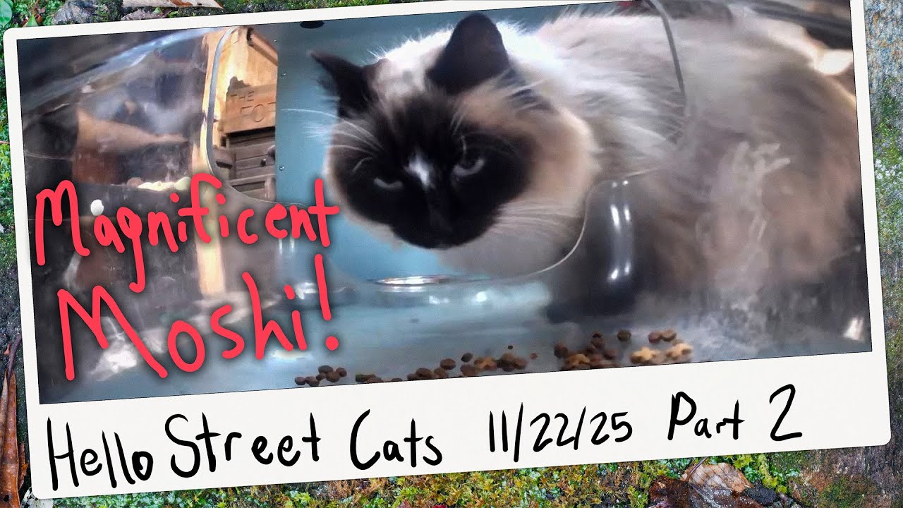 We Spotted the Fluffy Cat Named Moshi! 😺💞 Hello Street Cat Archive 11 ...