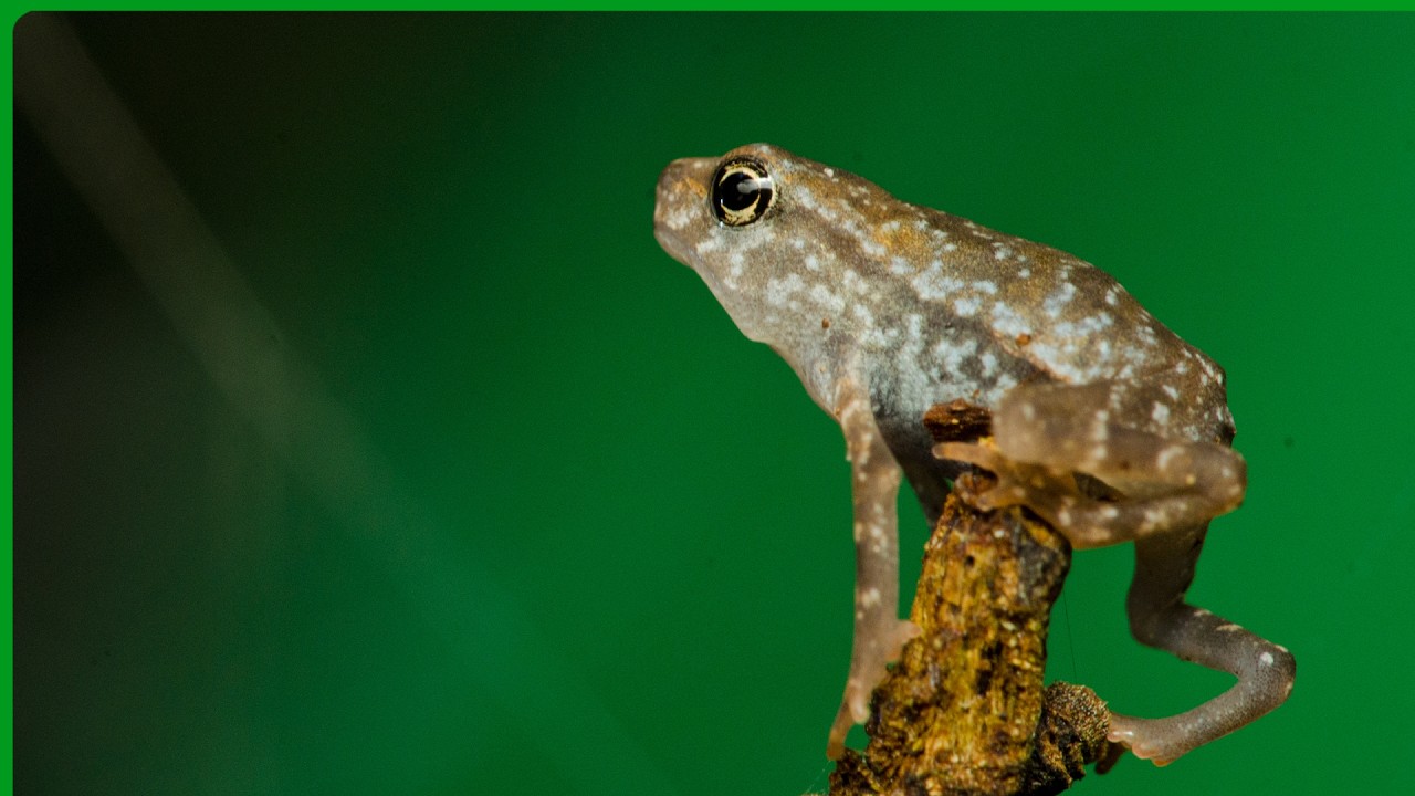 Does toads climb trees? See this baby mitred toad climbing a branch! # ...