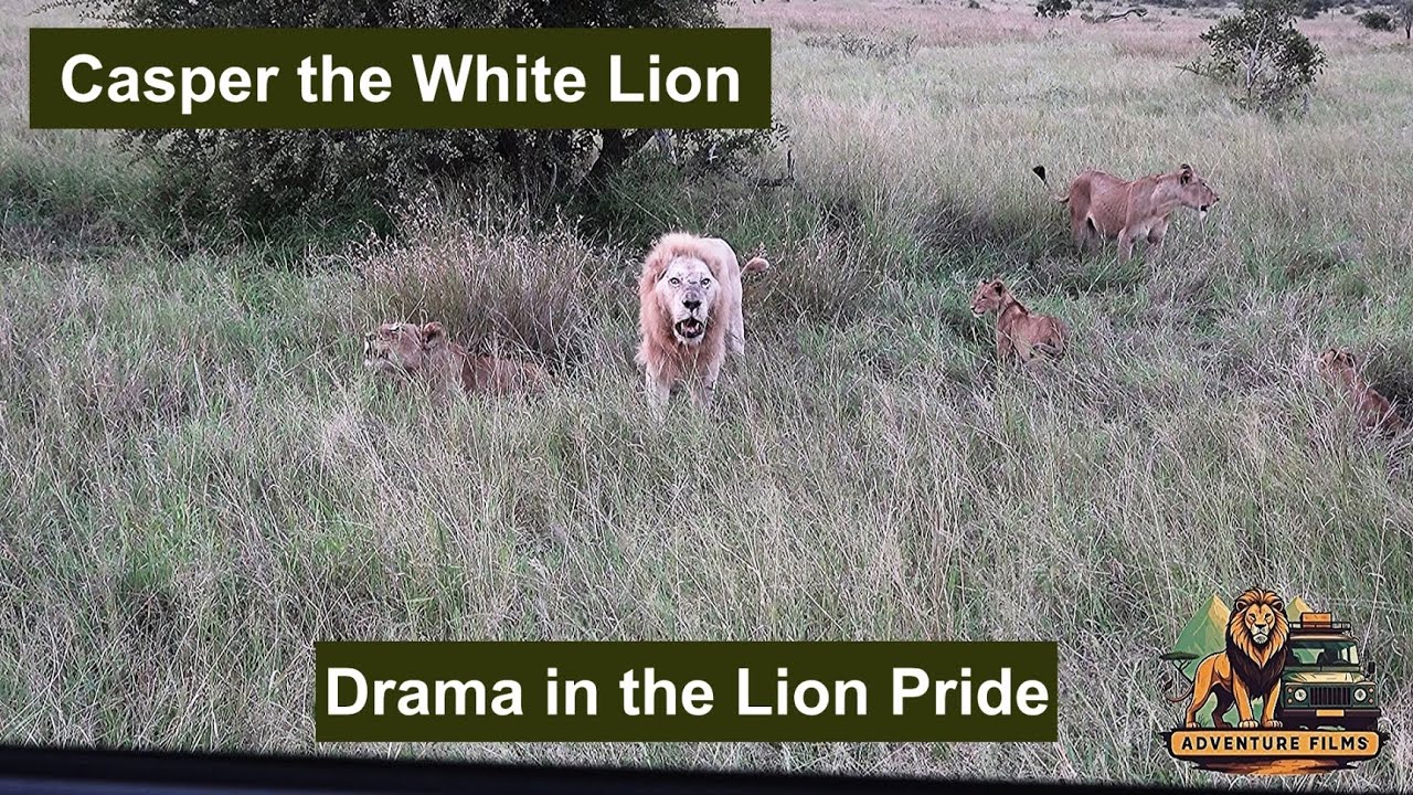 Watch a VERY ANGRY Casper the White Lion - YouTube