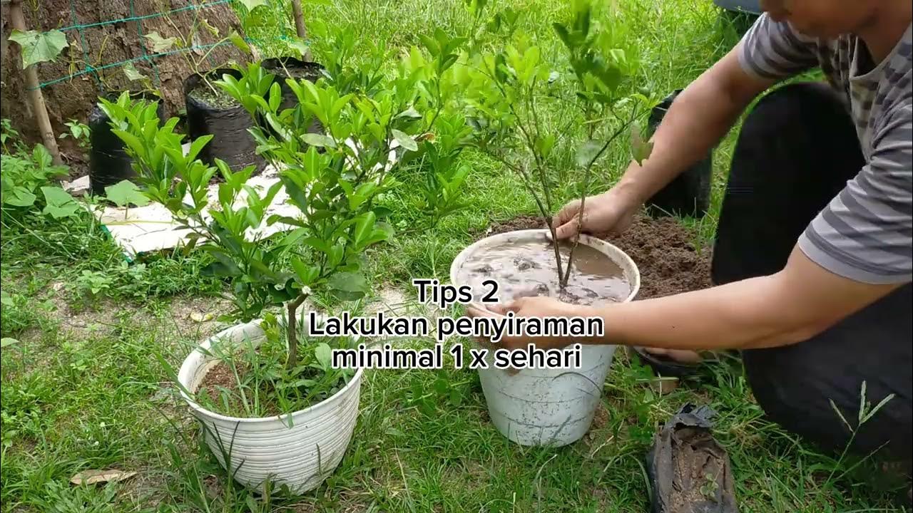 Hanya 3 tips ini akan membuat jeruk kasturi di dalam pot berbuah lebat - YouTube
